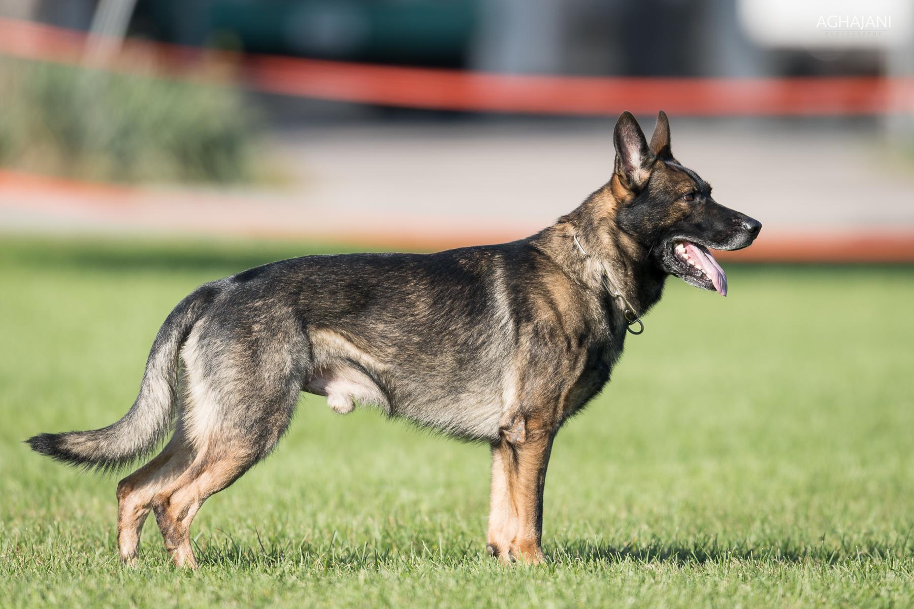 Vom Evolution Kennels in Pennsylvania | German Shepherd puppies | Good Dog