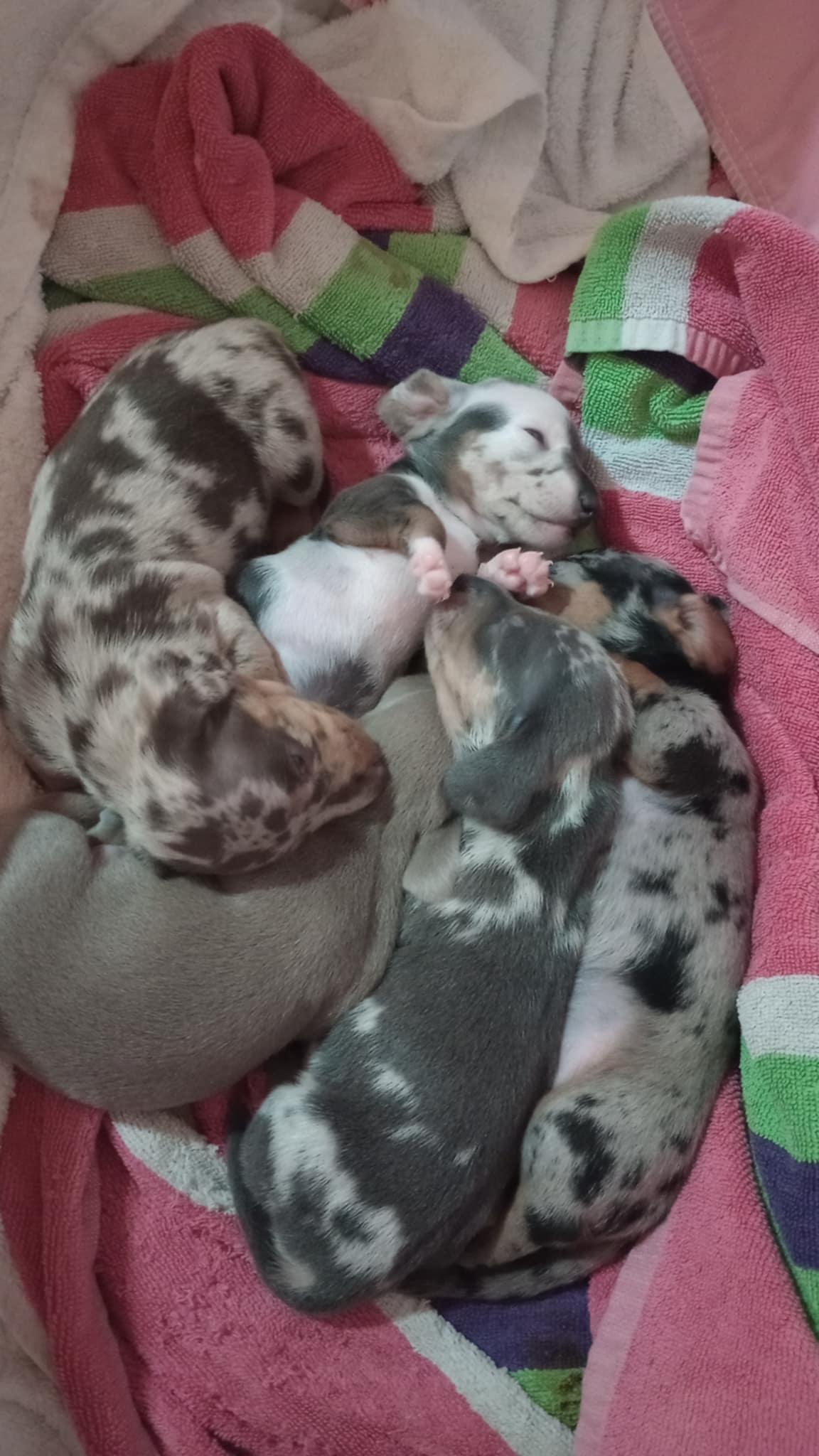 Wiggly Weenies in Indiana | Dachshund puppies | Good Dog
