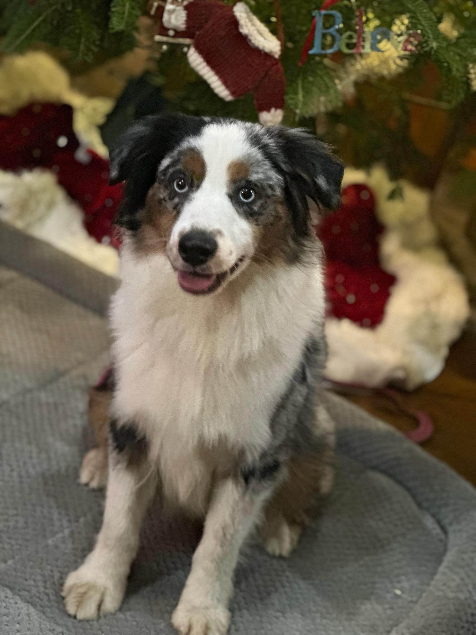 Tini Thyme Mini Aussies in Connecticut | Miniature American Shepherd ...