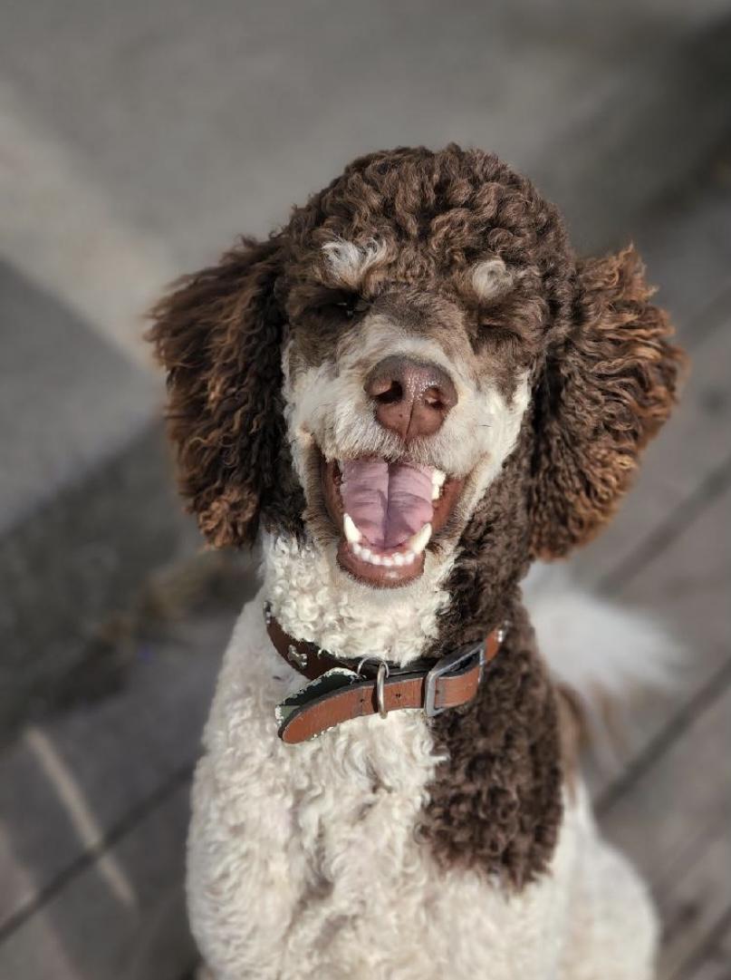 Lost Coast Doodles in California | Bernedoodle, Bernese Mountain Dog or ...