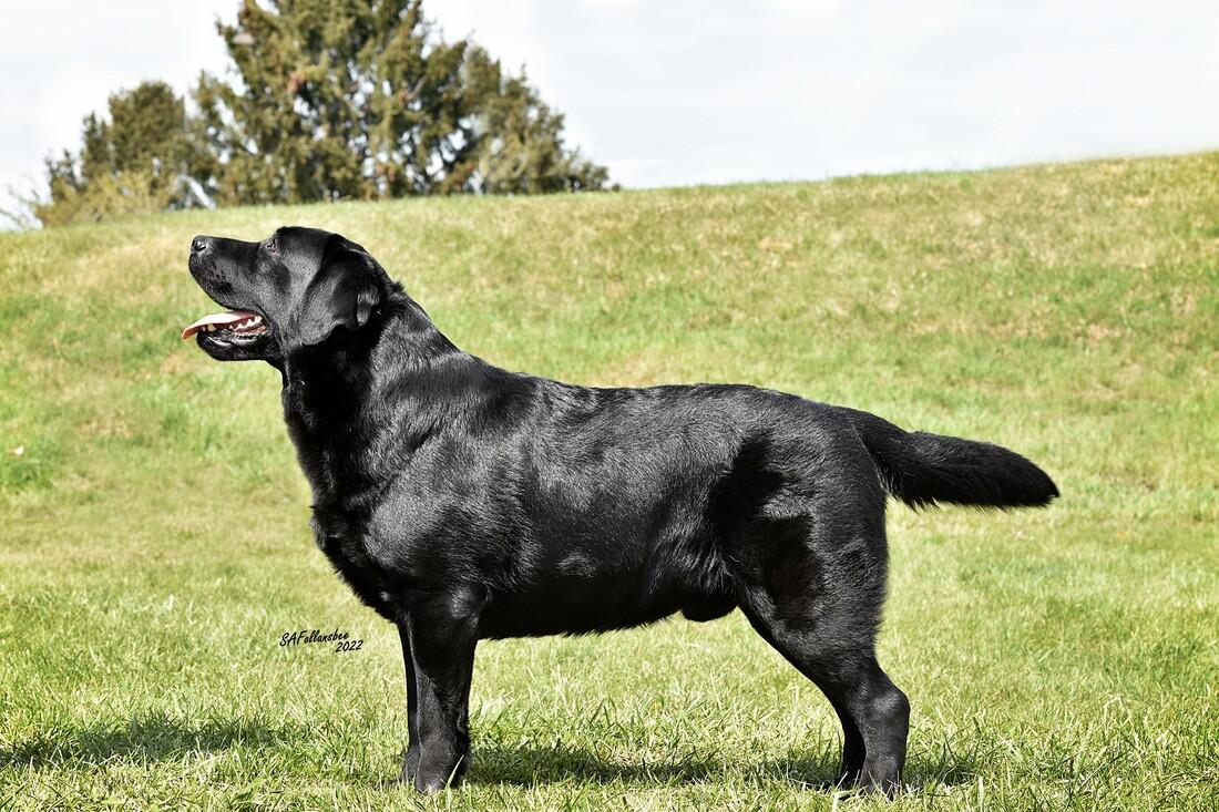 Pure Joy Labradors in Washington | Labrador Retriever puppies | Good Dog