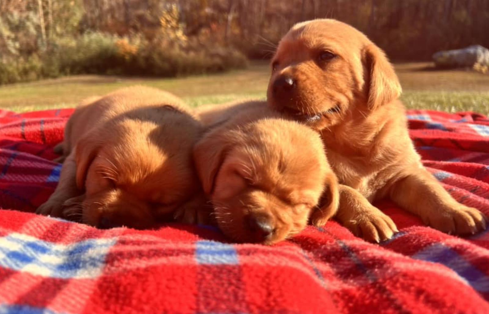 Ware the Labs Are in Connecticut | Labrador Retriever puppies | Good Dog