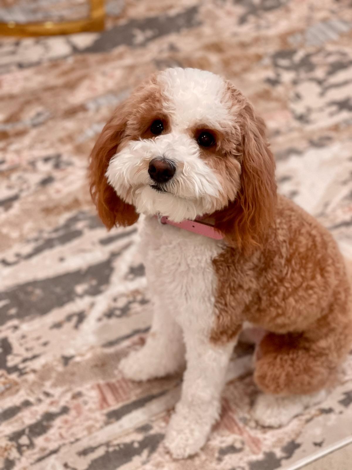 Star of the Sea Doodles in Florida | Bernedoodle puppies | Good Dog