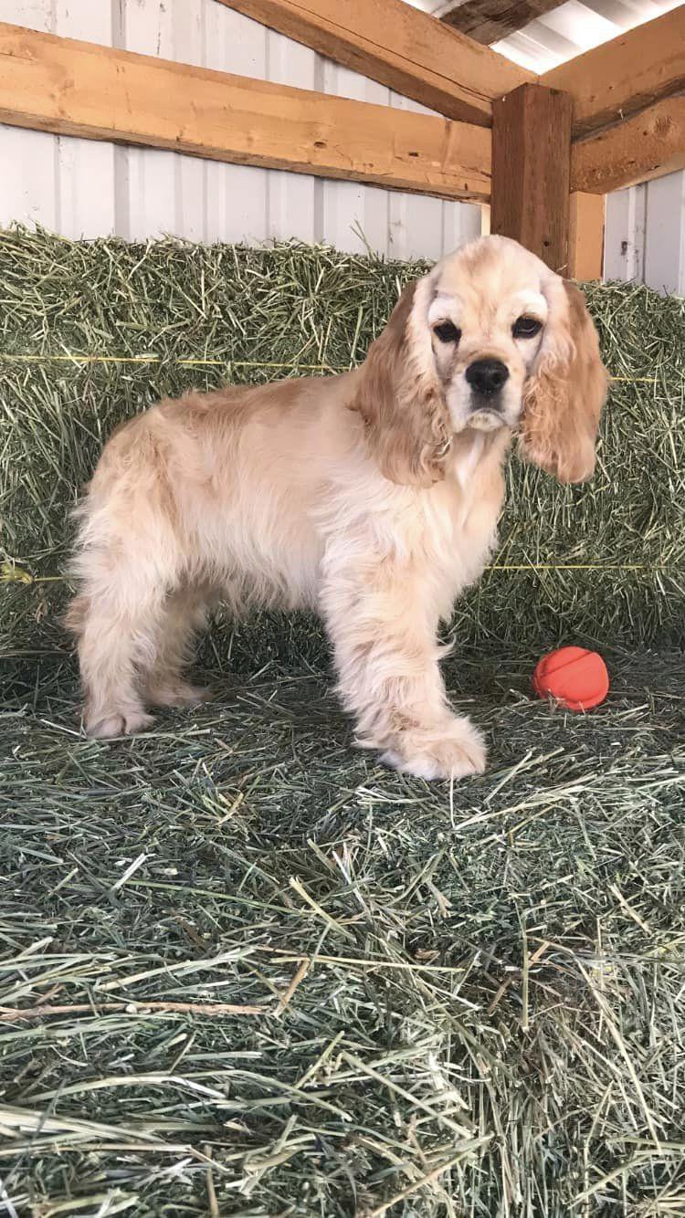 Hidden Valley Pomeranians & Cocker Spaniels in Utah | Cocker Spaniel ...