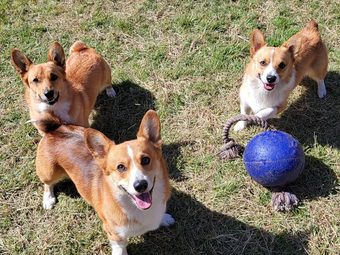 Camp Corgis in California | Pembroke Welsh Corgi puppies | Good Dog