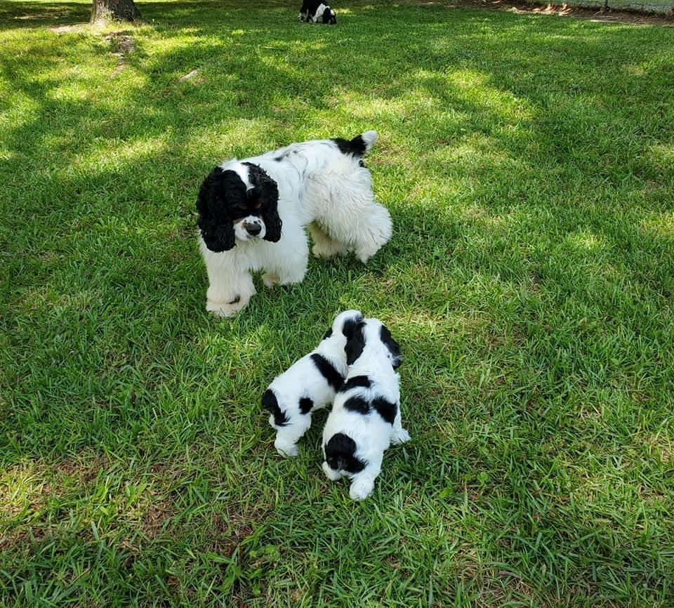 Claire's Cockers in Mississippi | Cocker Spaniel puppies | Good Dog