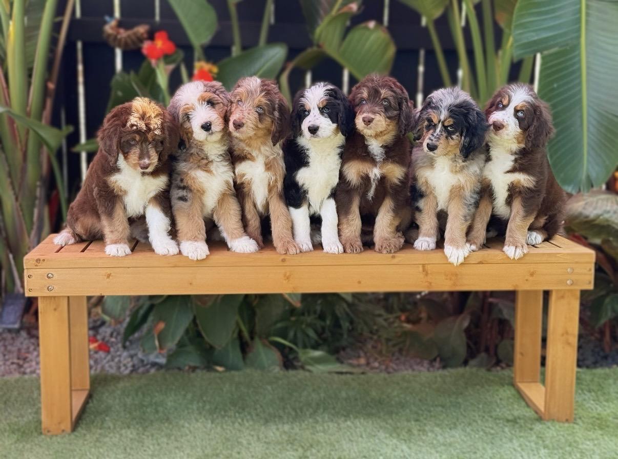 Silva Ranch Doodles in California | Aussiedoodle puppies | Good Dog