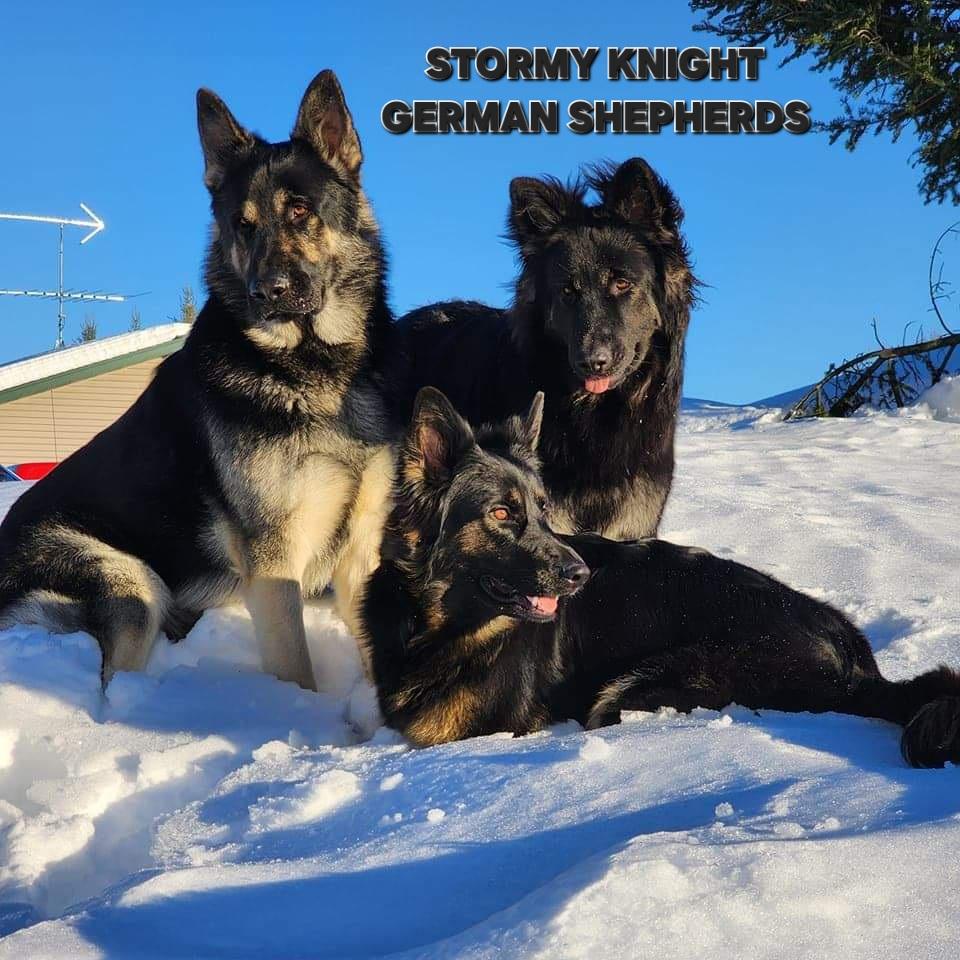 Stormy Knight German Shepherds in Wisconsin | German Shepherd puppies ...