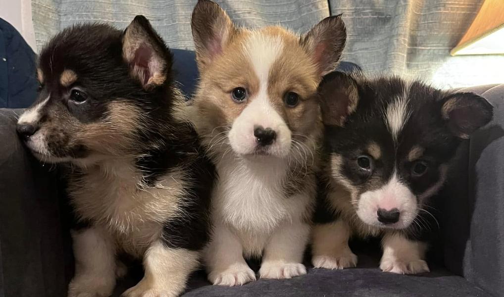 Oliver Pembroke Welsh Corgis in Indiana | Pembroke Welsh Corgi puppies ...