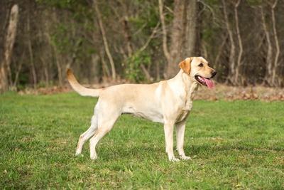 Amber's Labrador Retrievers in Maryland | Labrador Retriever puppies ...