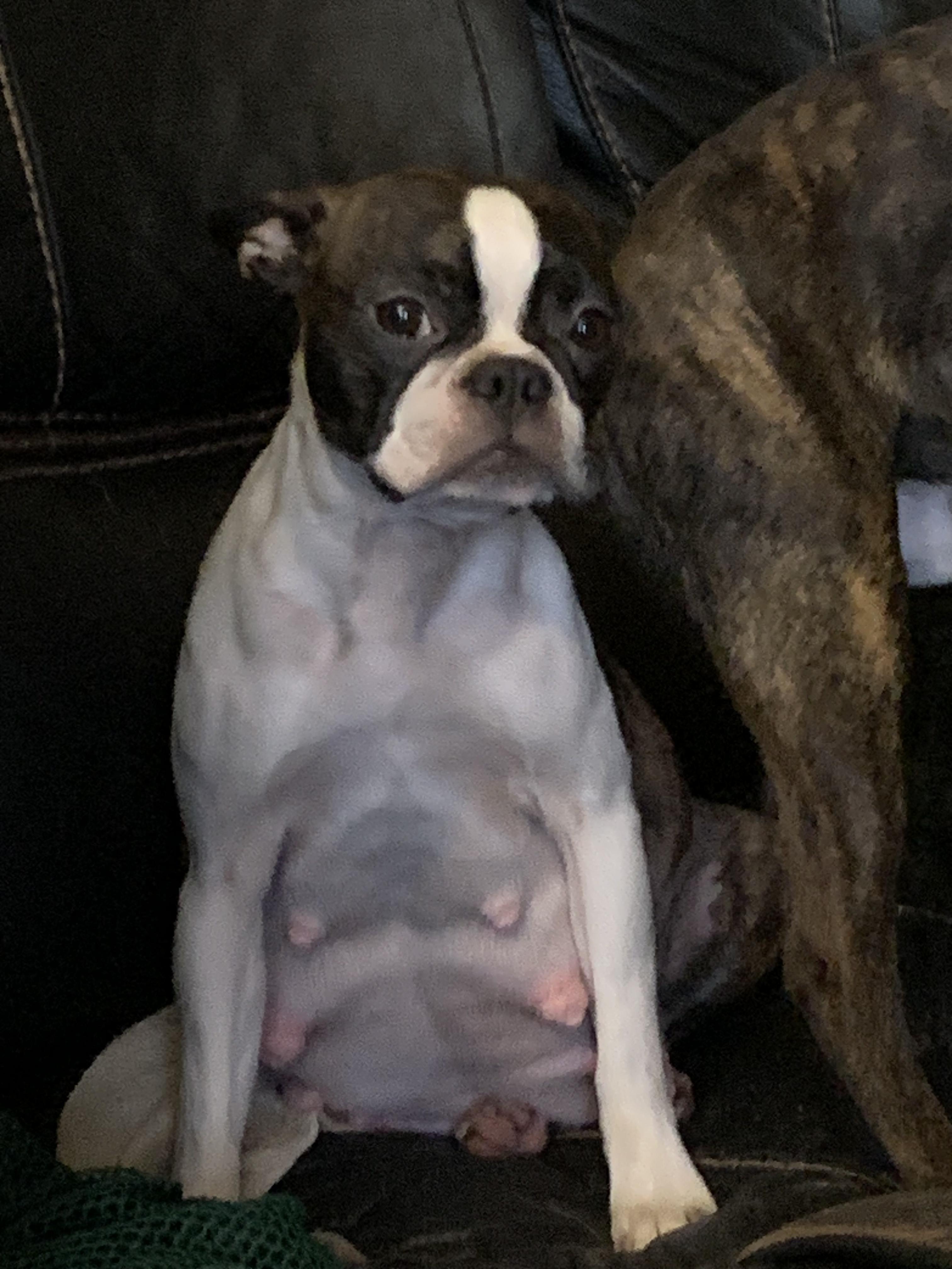 Wendy's Boston Terriers in Maine | Boston Terrier puppies | Good Dog