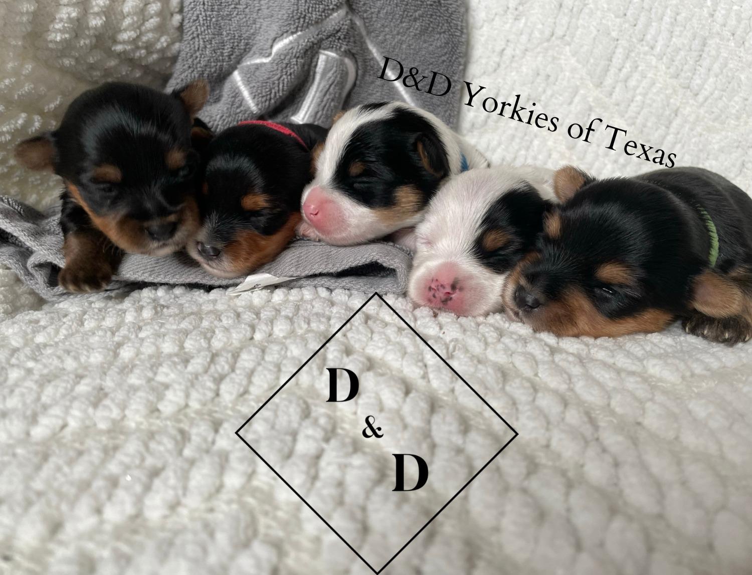 D&D Yorkies of Texas in Texas | Yorkshire Terrier puppies | Good Dog