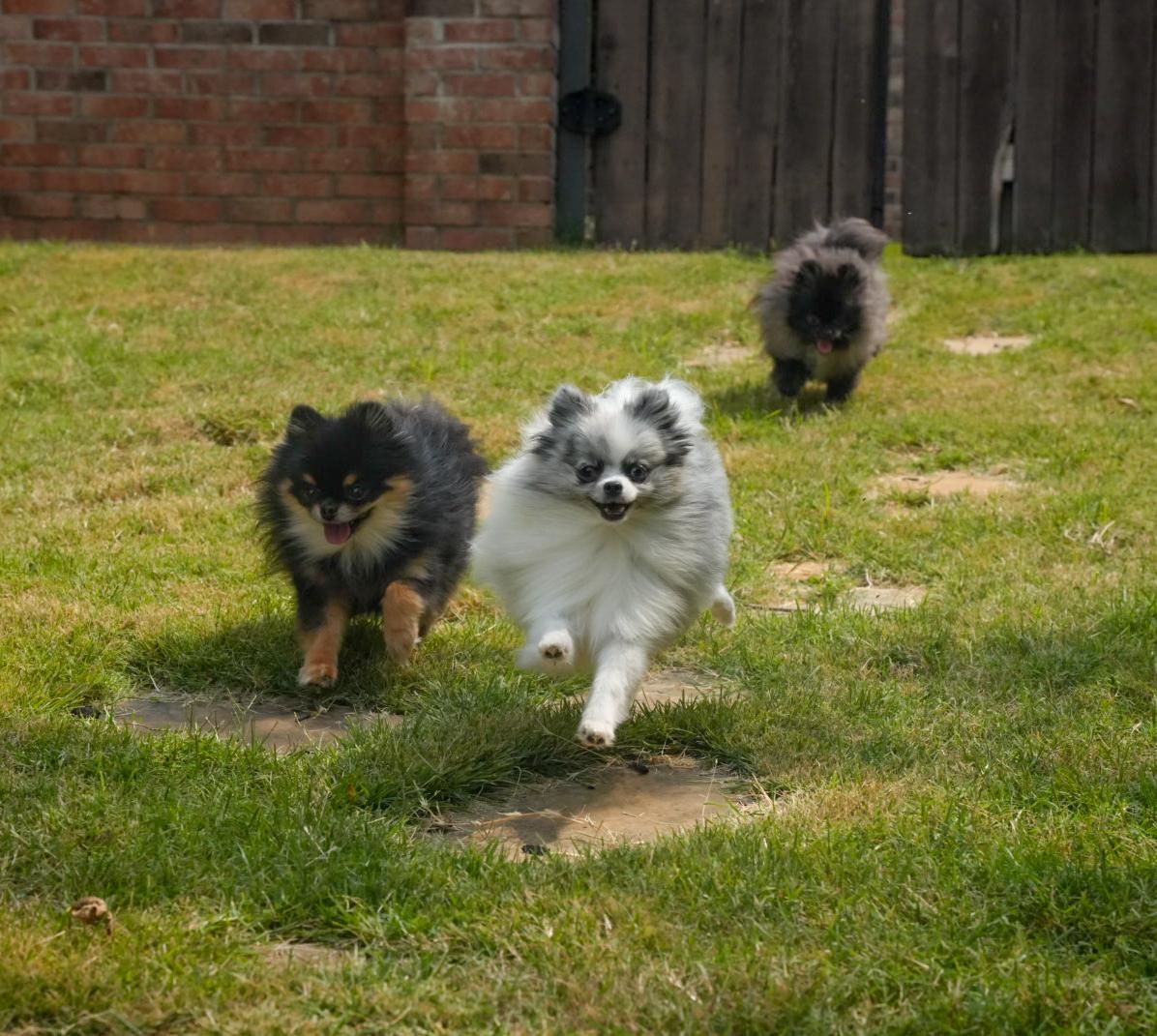 Perennial Poms Pomeranian Breeder in Kentucky | Pomeranian puppies ...