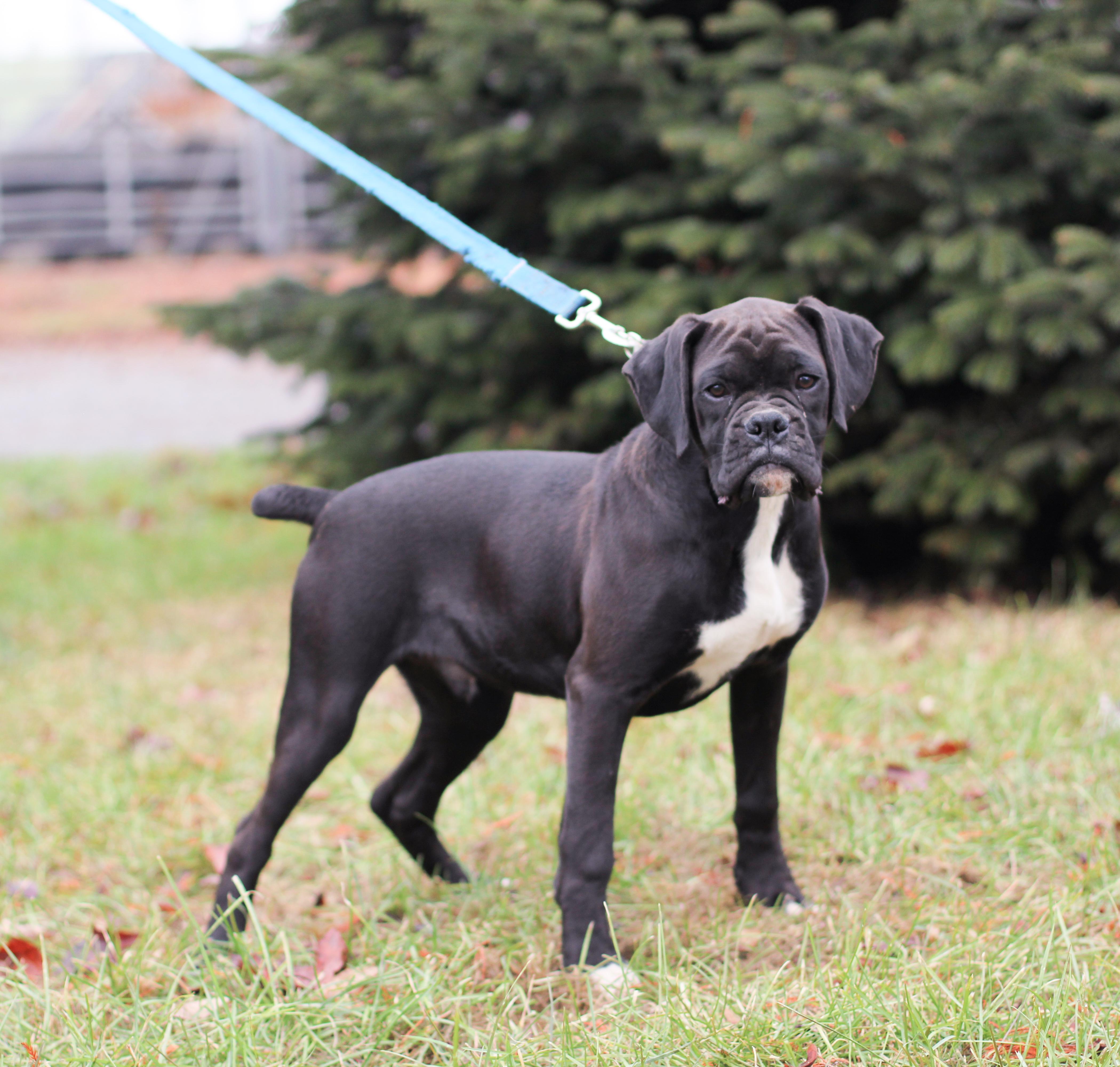 Shady Rill puppies in Pennsylvania | Boxer puppies | Good Dog