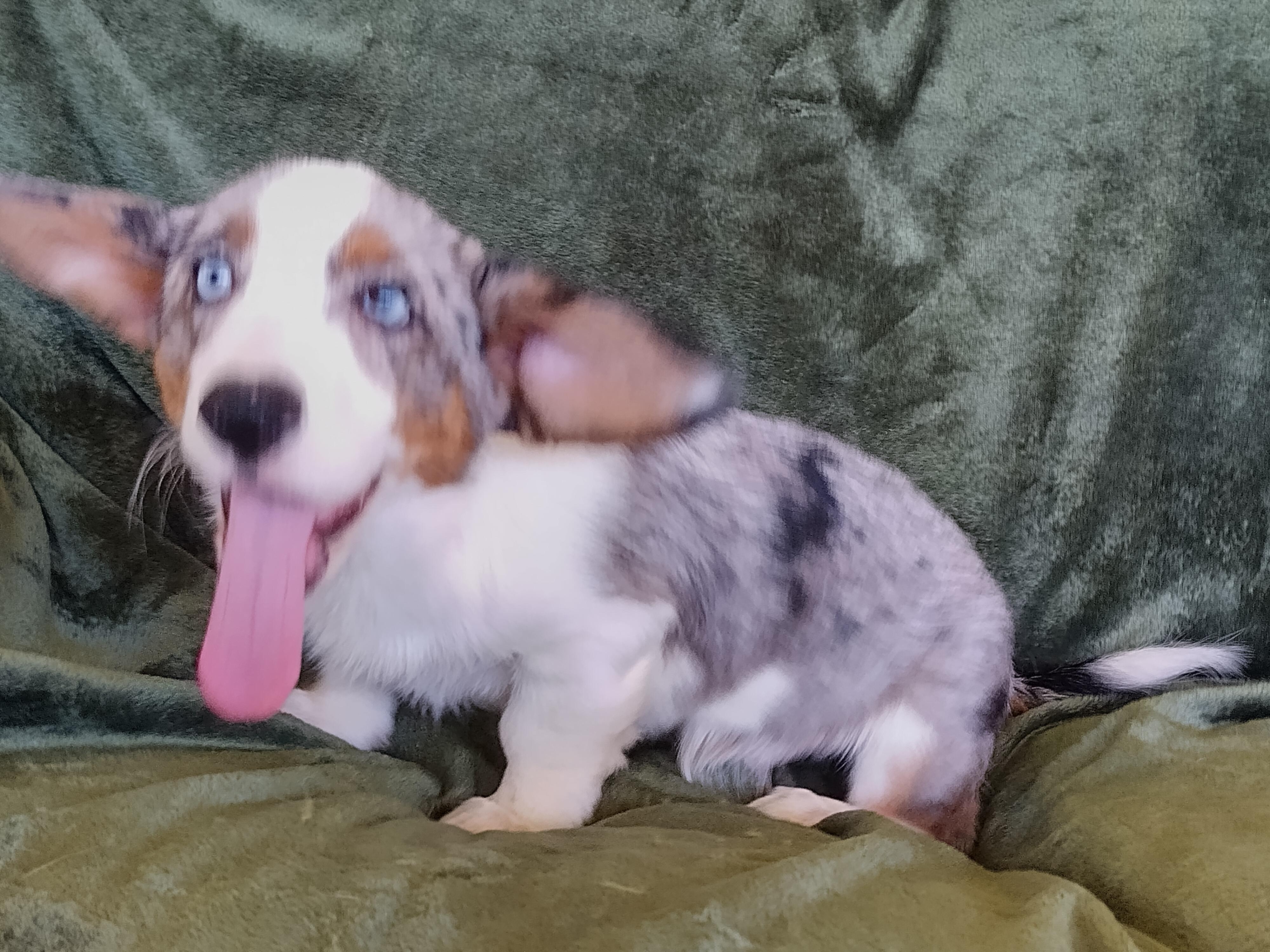 Lucky Puppies in California | Cardigan Welsh Corgi puppies | Good Dog