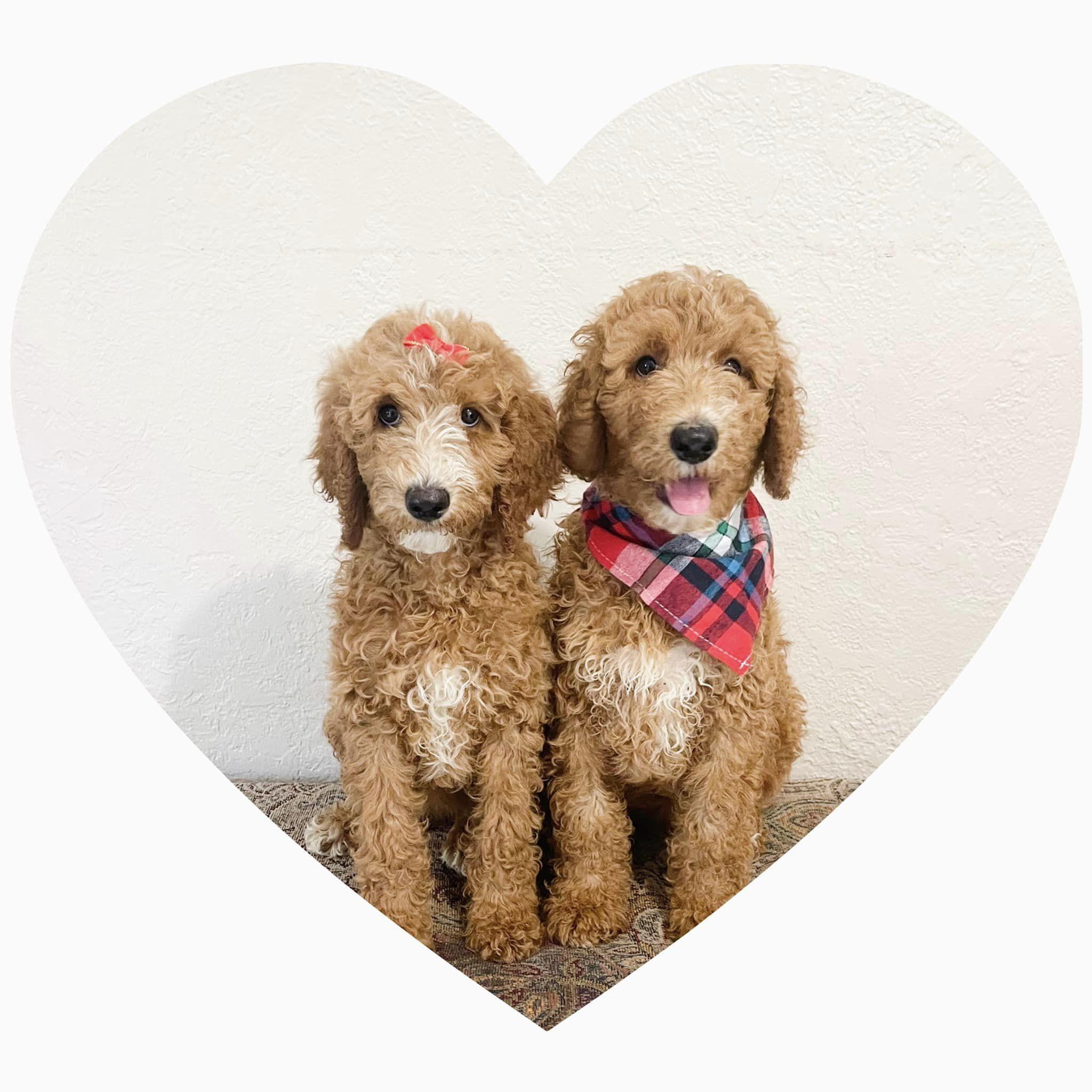Poodle Doodle Kennels in Florida | Goldendoodle and Poodle puppies ...