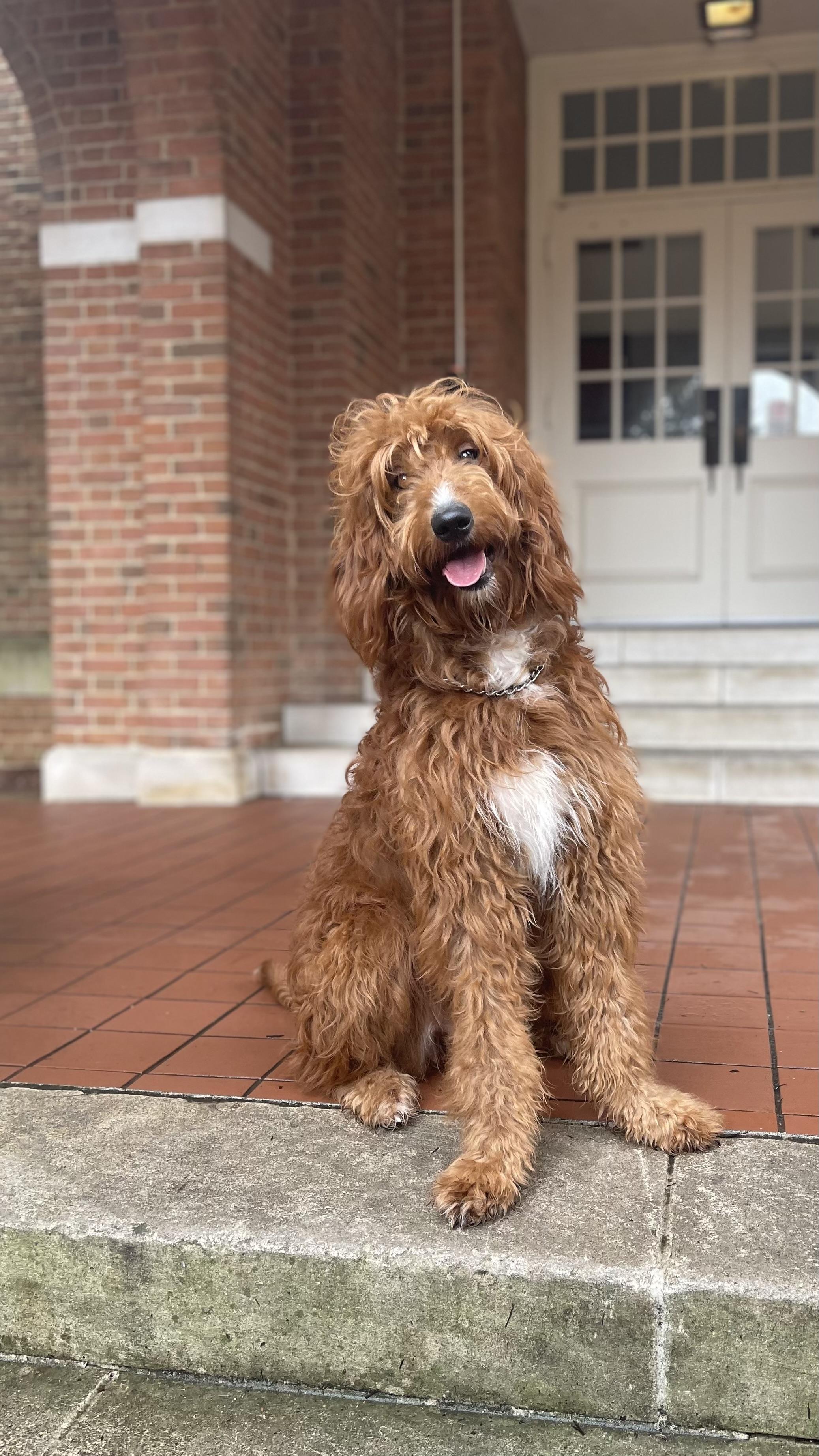 Ruby Pupper Doodles in Florida | Goldendoodle puppies | Good Dog