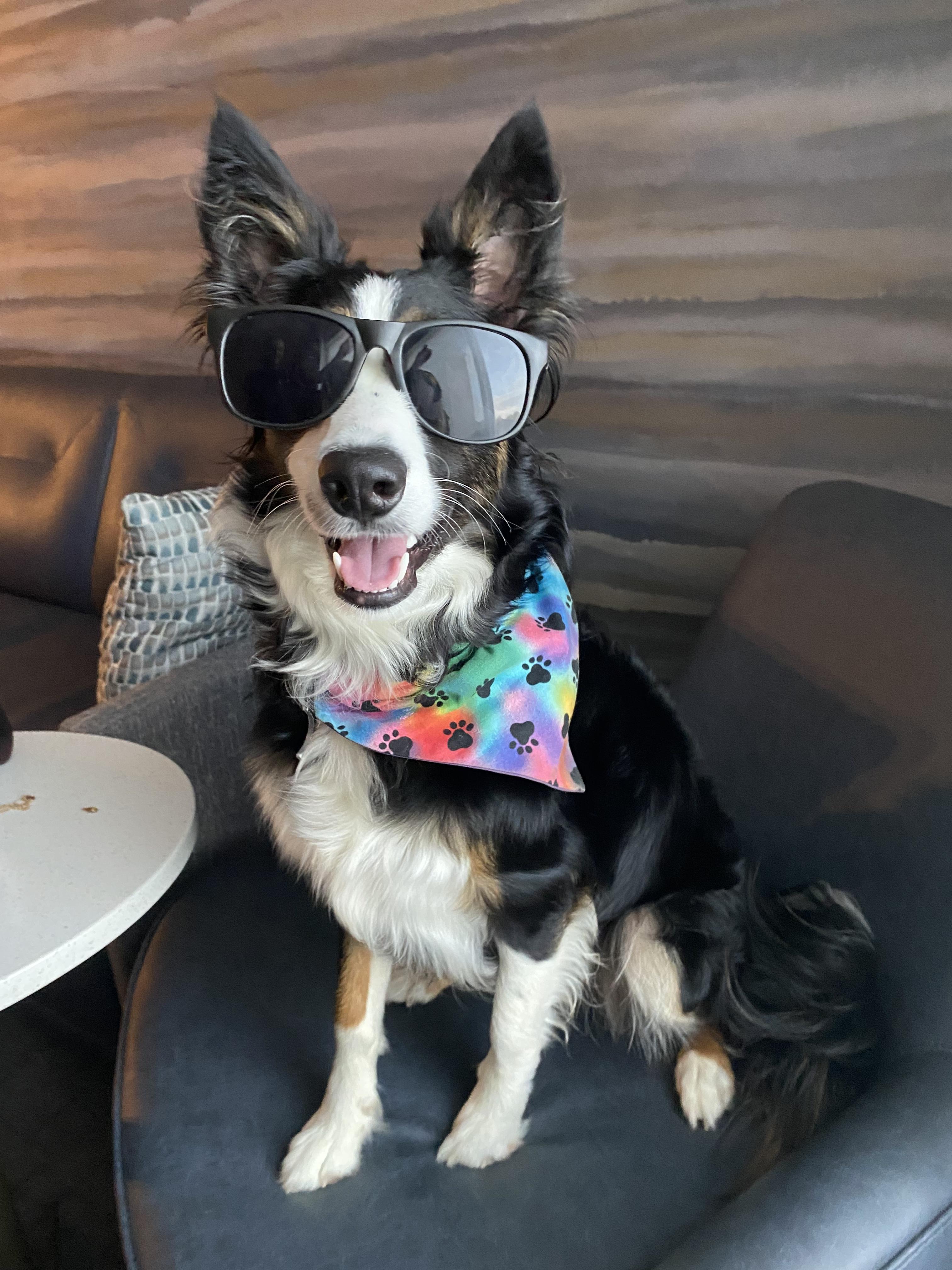 Ferguson Border Collies in Georgia | Border Collie puppies | Good Dog