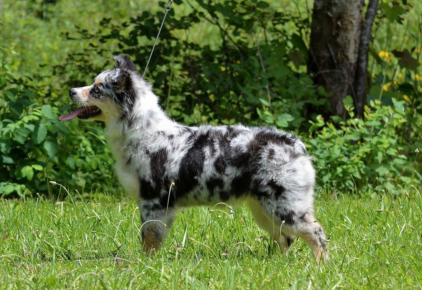 Lost Trail Aussies in Montana | Miniature Australian Shepherd puppies ...