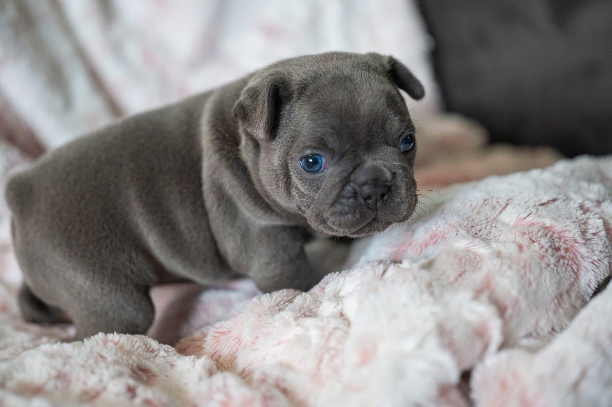 Lakes Area Frenchies in Minnesota | French Bulldog puppies | Good Dog