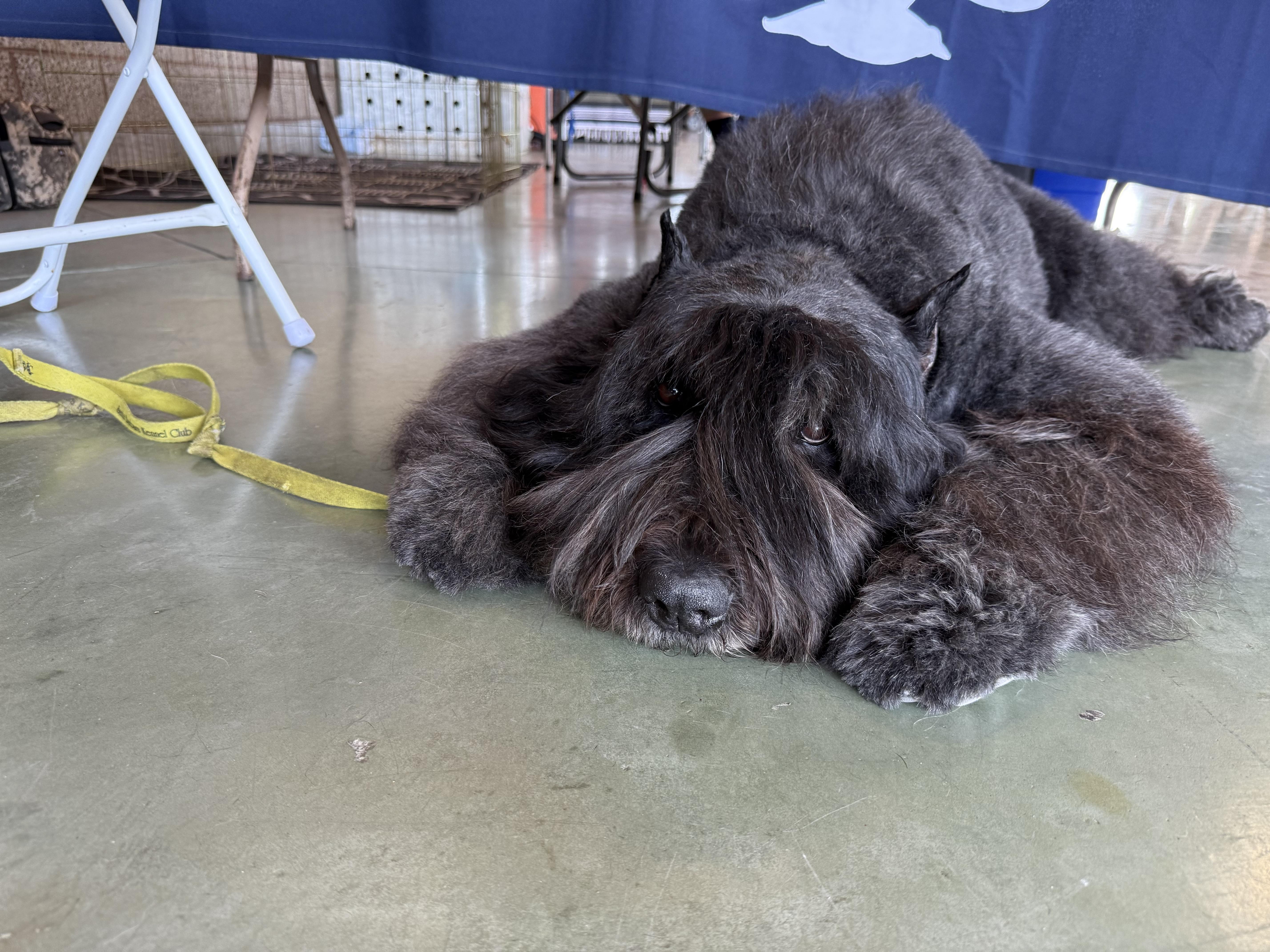 Ambassador BOUVIER in California | Bouvier des Flandres puppies | Good Dog