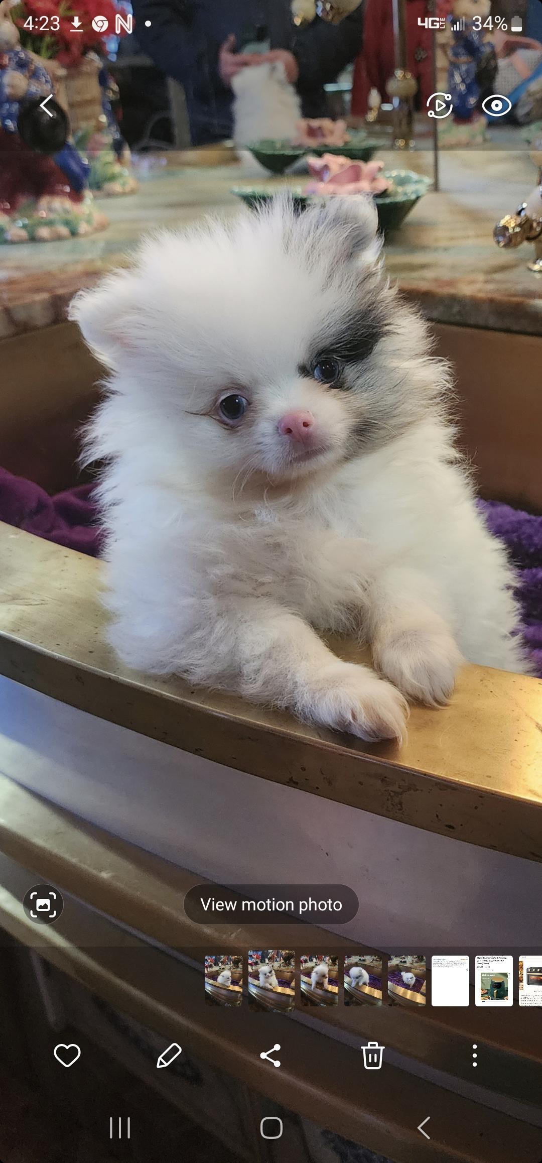 La Belle Pomeranians in Maryland | Pomeranian puppies | Good Dog