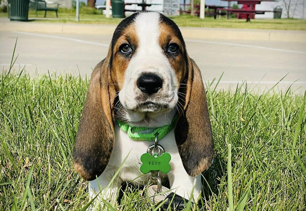 Cam’s Country Bassets in Indiana | Basset Hound puppies | Good Dog