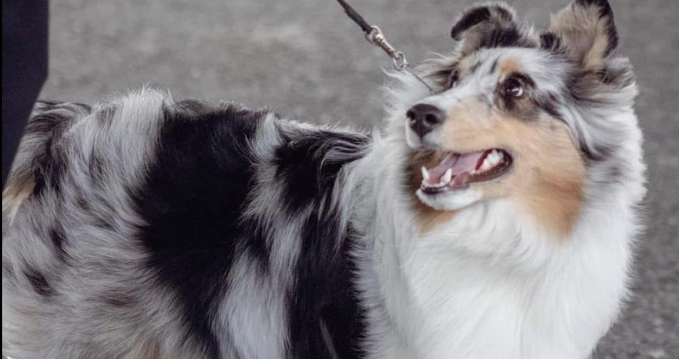 GrapeView Shetland Sheepdogs in New York | Shetland Sheepdog puppies ...