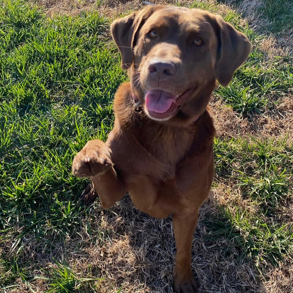 Hollywood Farm Labrador Retrievers in Virginia | Labrador Retriever ...