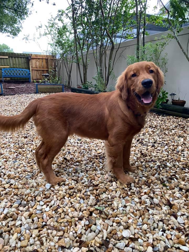 Red Sky Goldens, Bernese, and Cavaliers in Georgia | Bernese Mountain ...