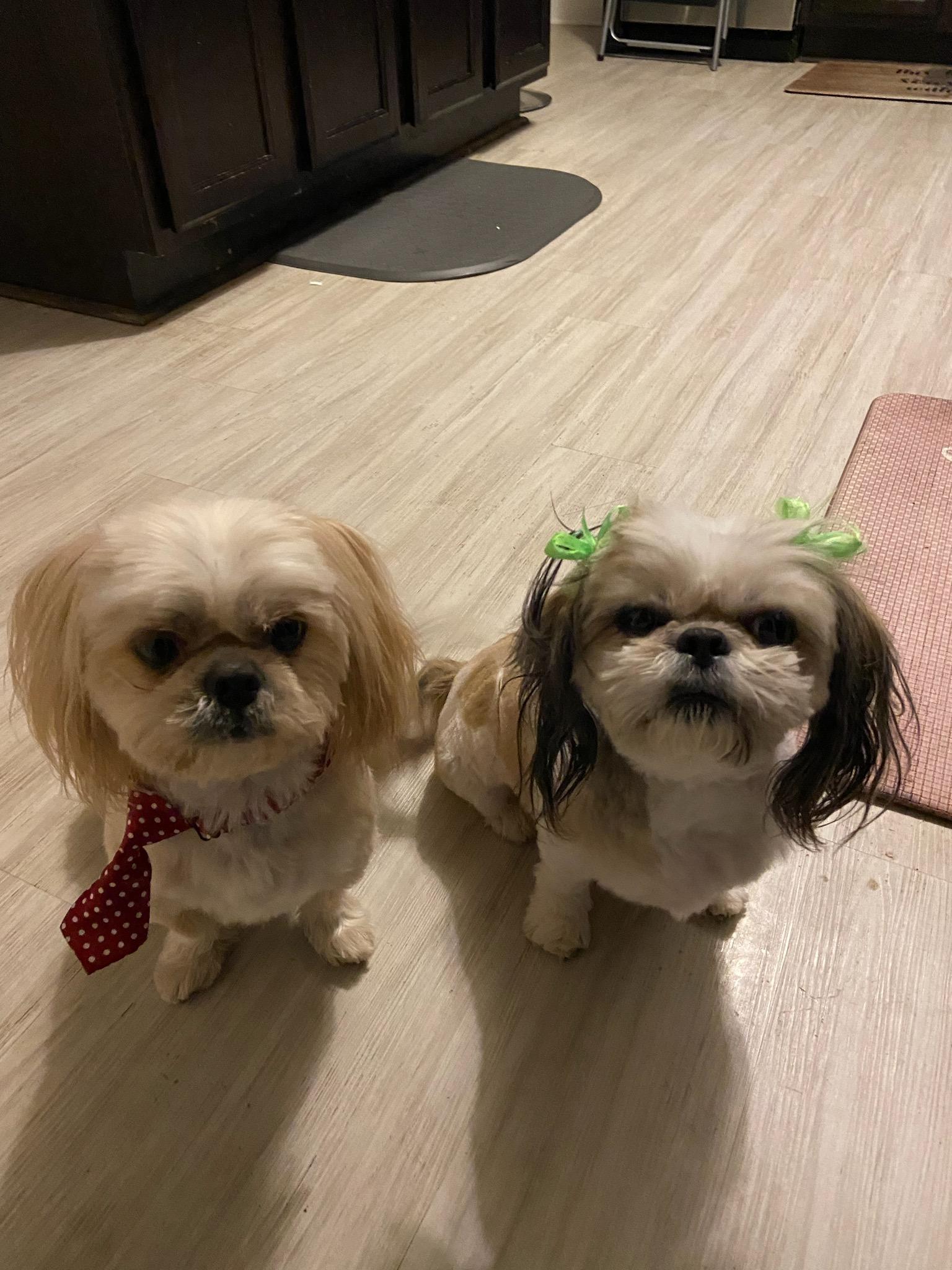 Glory’s sweet pups in Georgia | Shih Tzu puppies | Good Dog