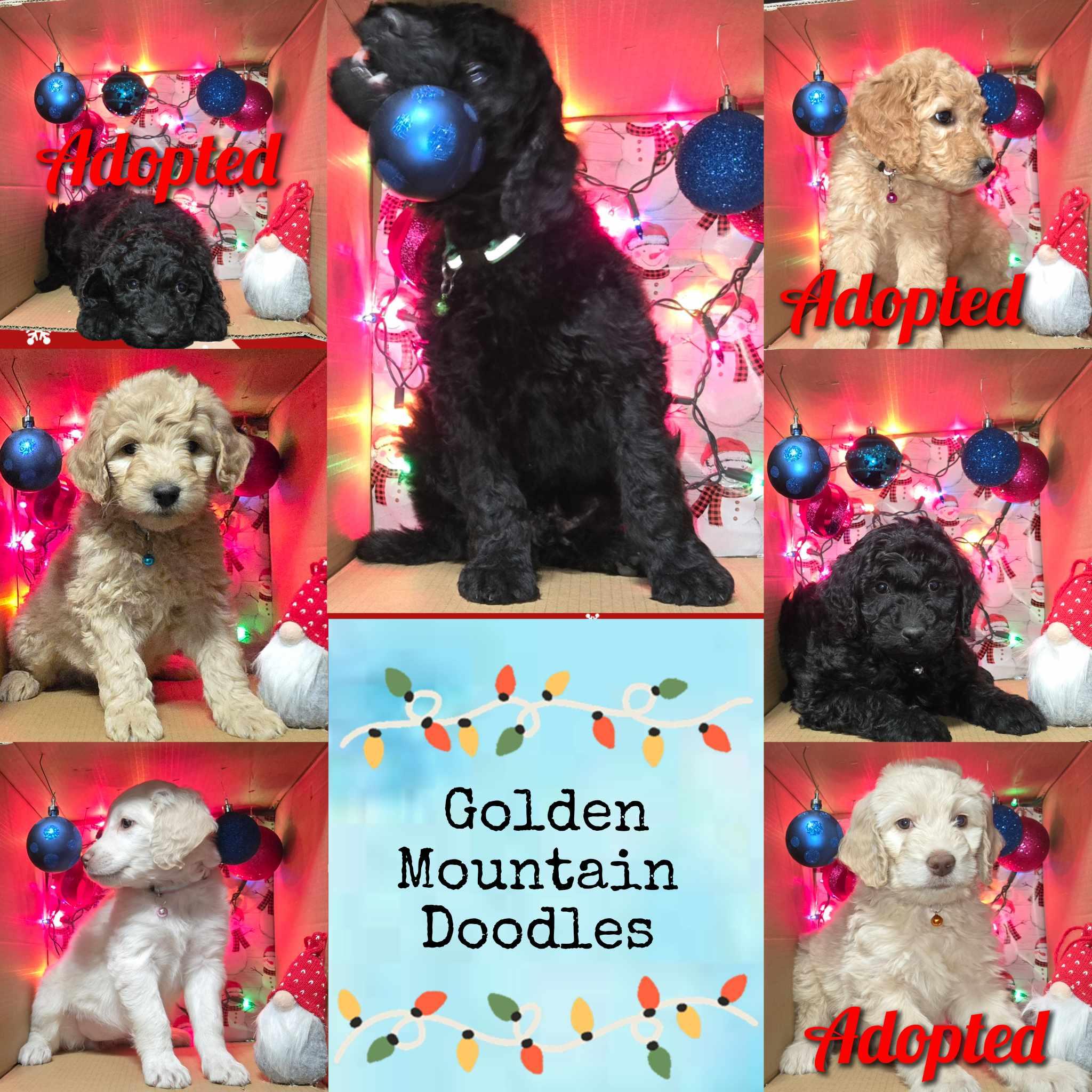 Ottie's Angels in Montana | Golden Mountain Doodle puppies | Good Dog