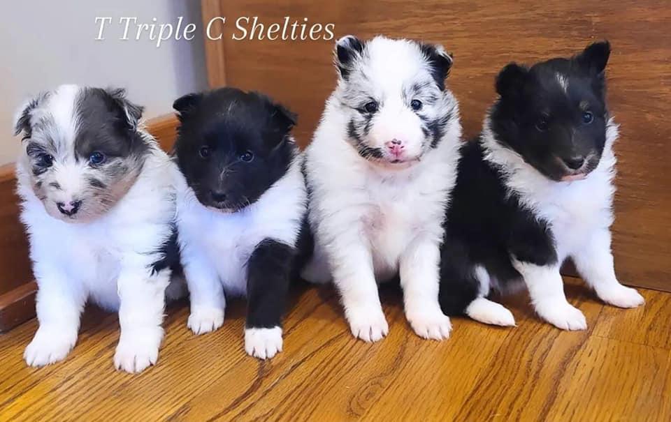 T Triple C Shelties in Iowa | Shetland Sheepdog puppies | Good Dog