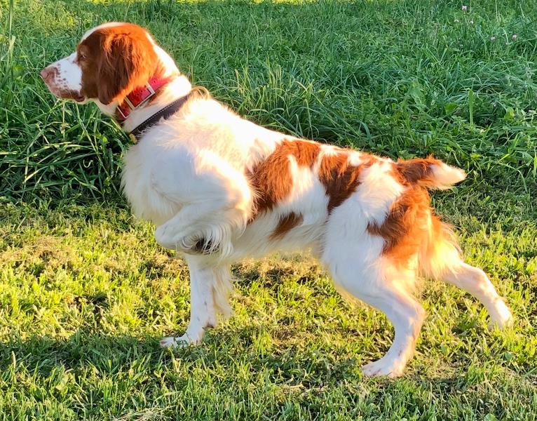 Red Truck Brittanys in New York | Brittany puppies | Good Dog