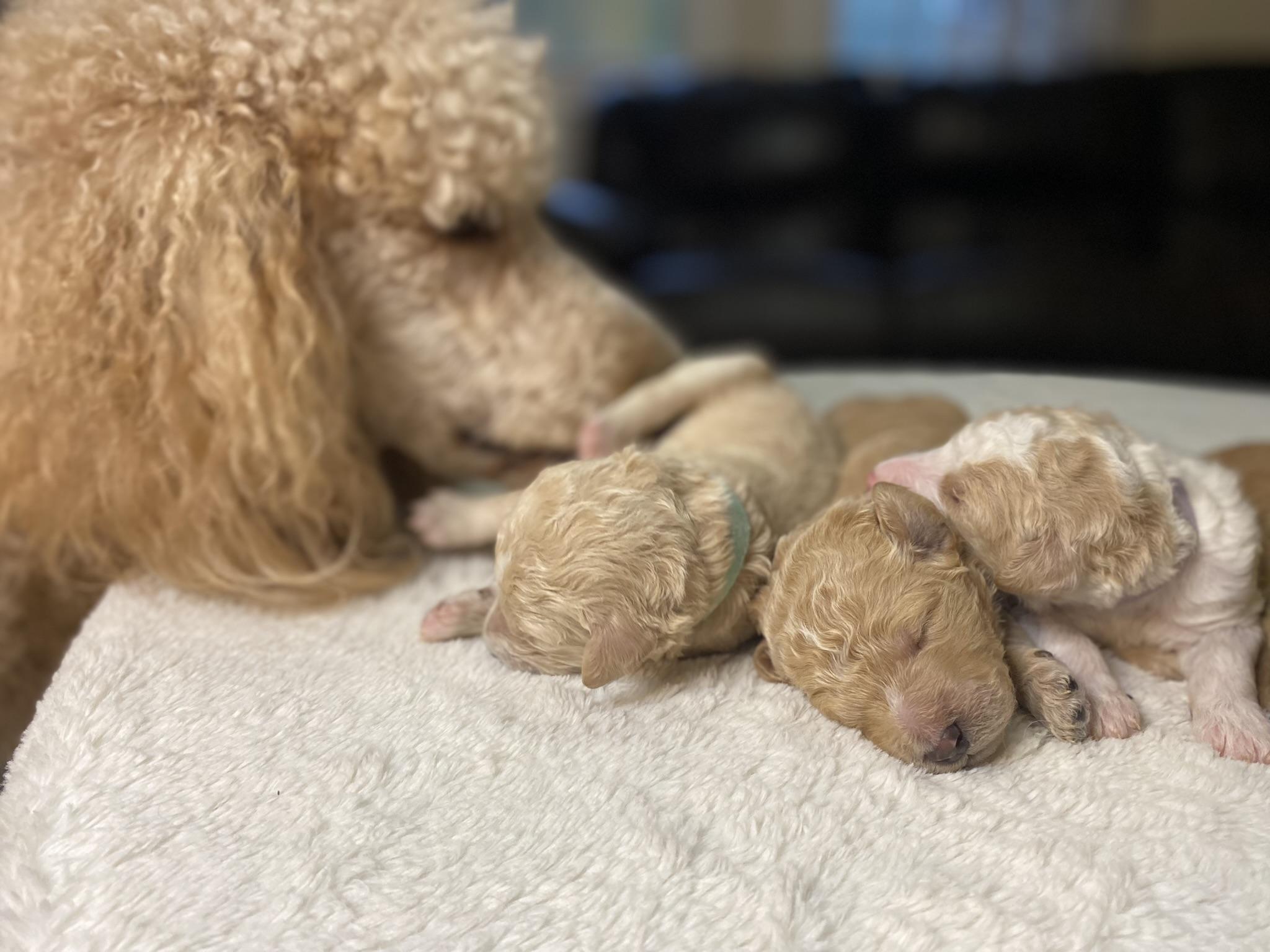 Graceful Poodle Paws in Kentucky | Poodle puppies | Good Dog