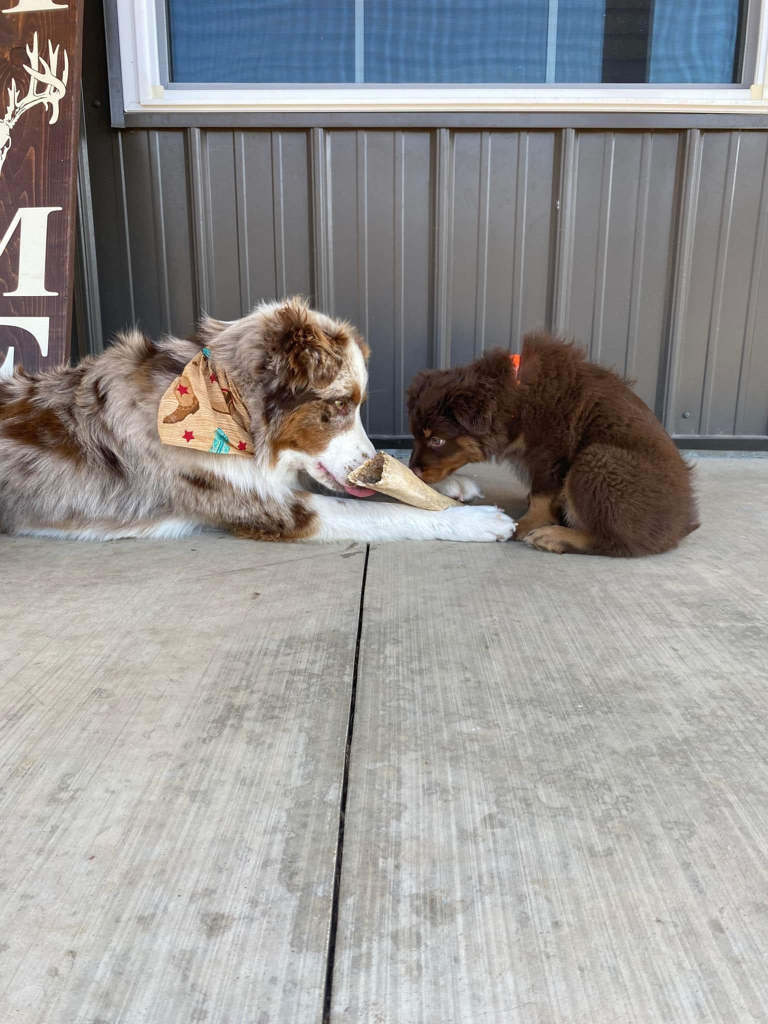 Rushing Ranch Australian Shepherds in Oklahoma | Australian Shepherd ...