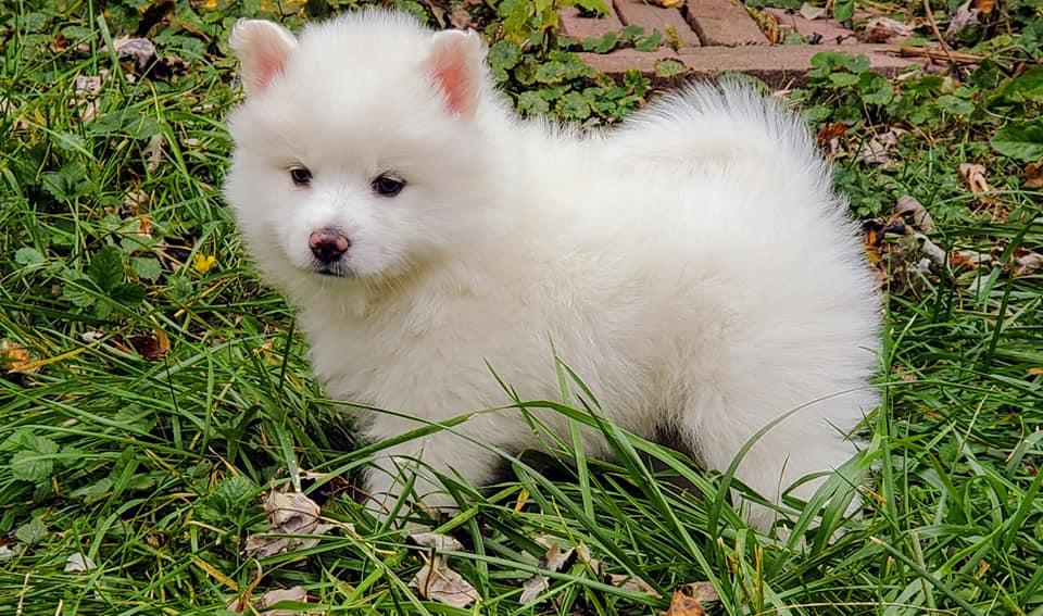 Finnegan Fluffy Butts in Ohio | American Eskimo Dog puppies | Good Dog