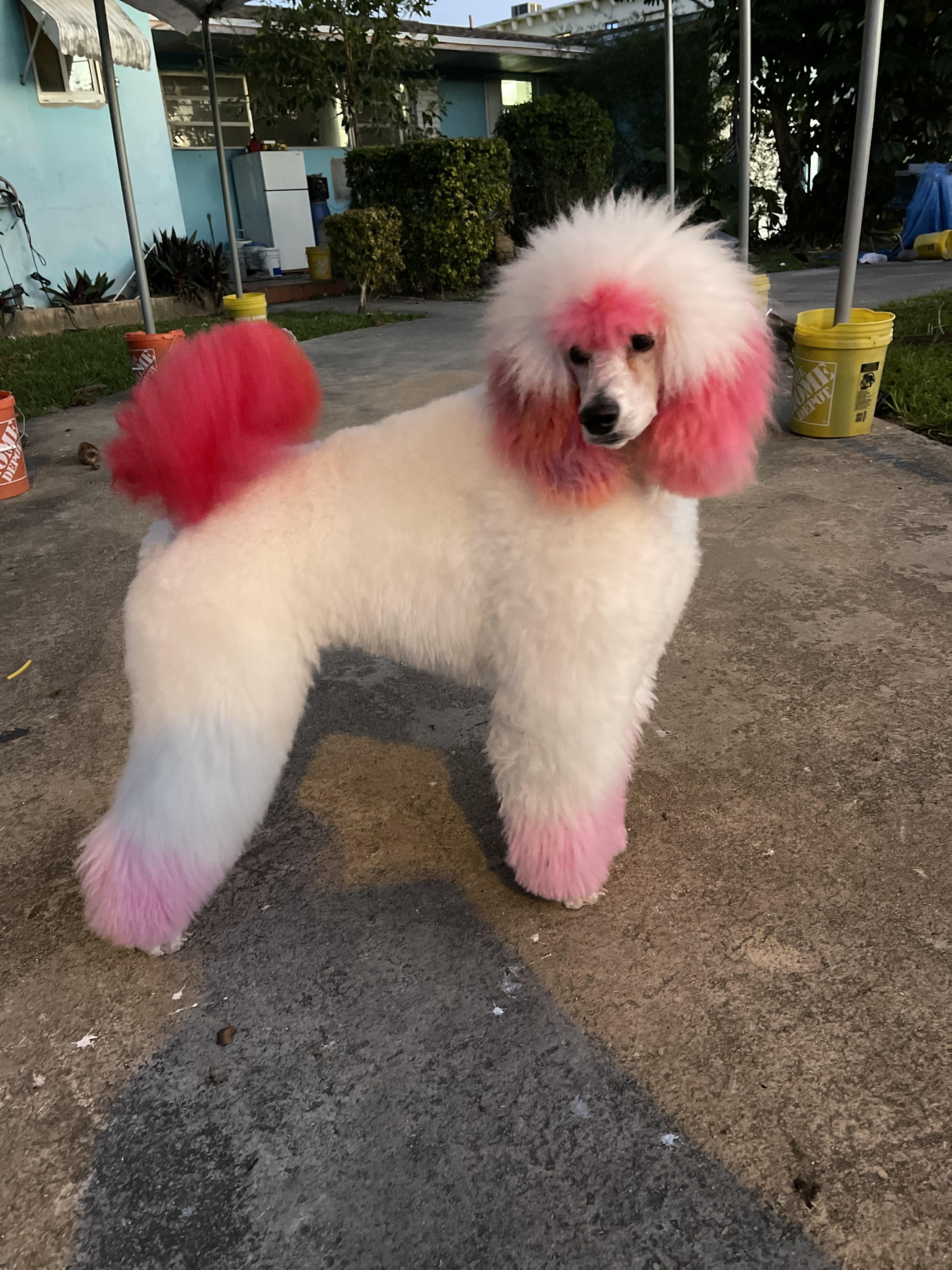 Cute paws poodles in Florida | Poodle puppies | Good Dog