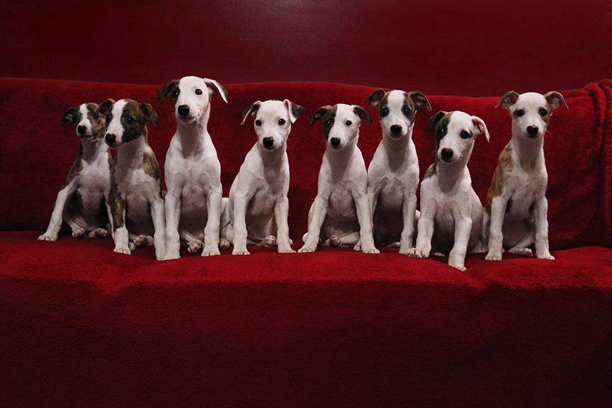 SaeSi Kennels in Indiana | Whippet puppies | Good Dog