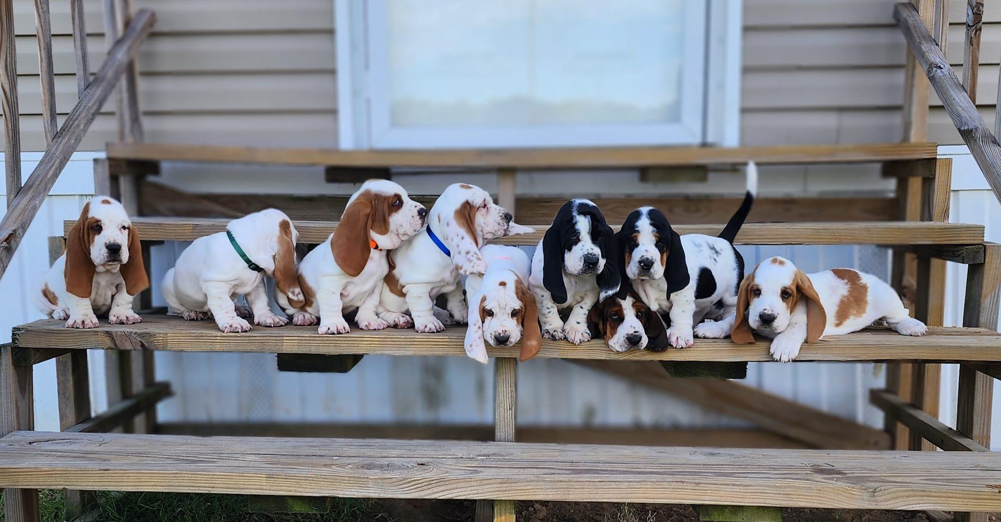 Twin Creek Acres in Arkansas | Basset Hound puppies | Good Dog