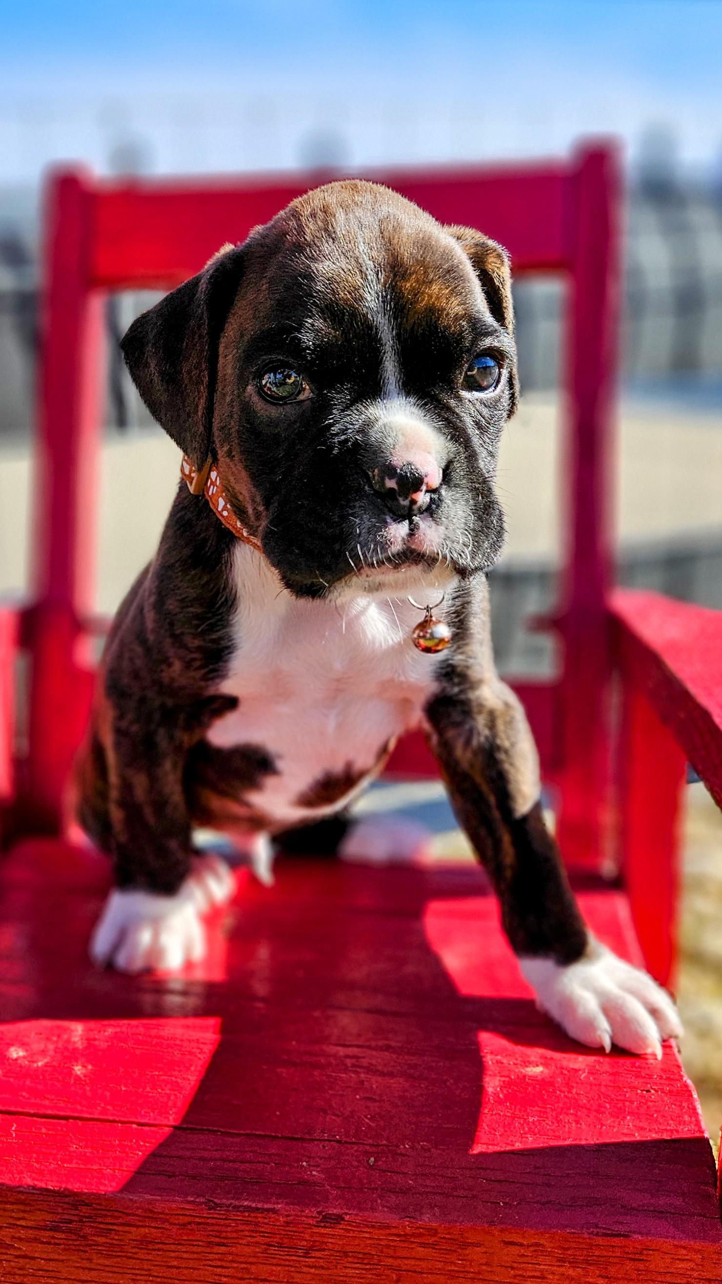 Family Boxers in Alabama | Boxer puppies | Good Dog
