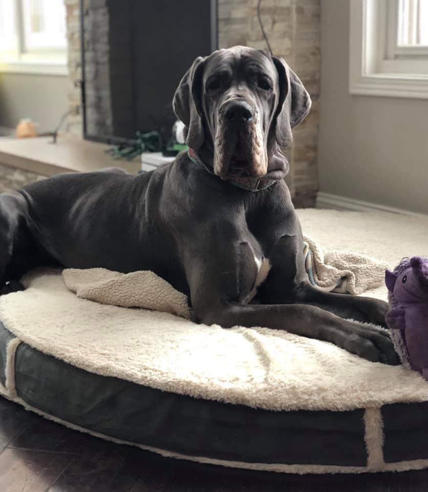 Chicago Luvabullz in Illinois | Great Dane puppies | Good Dog