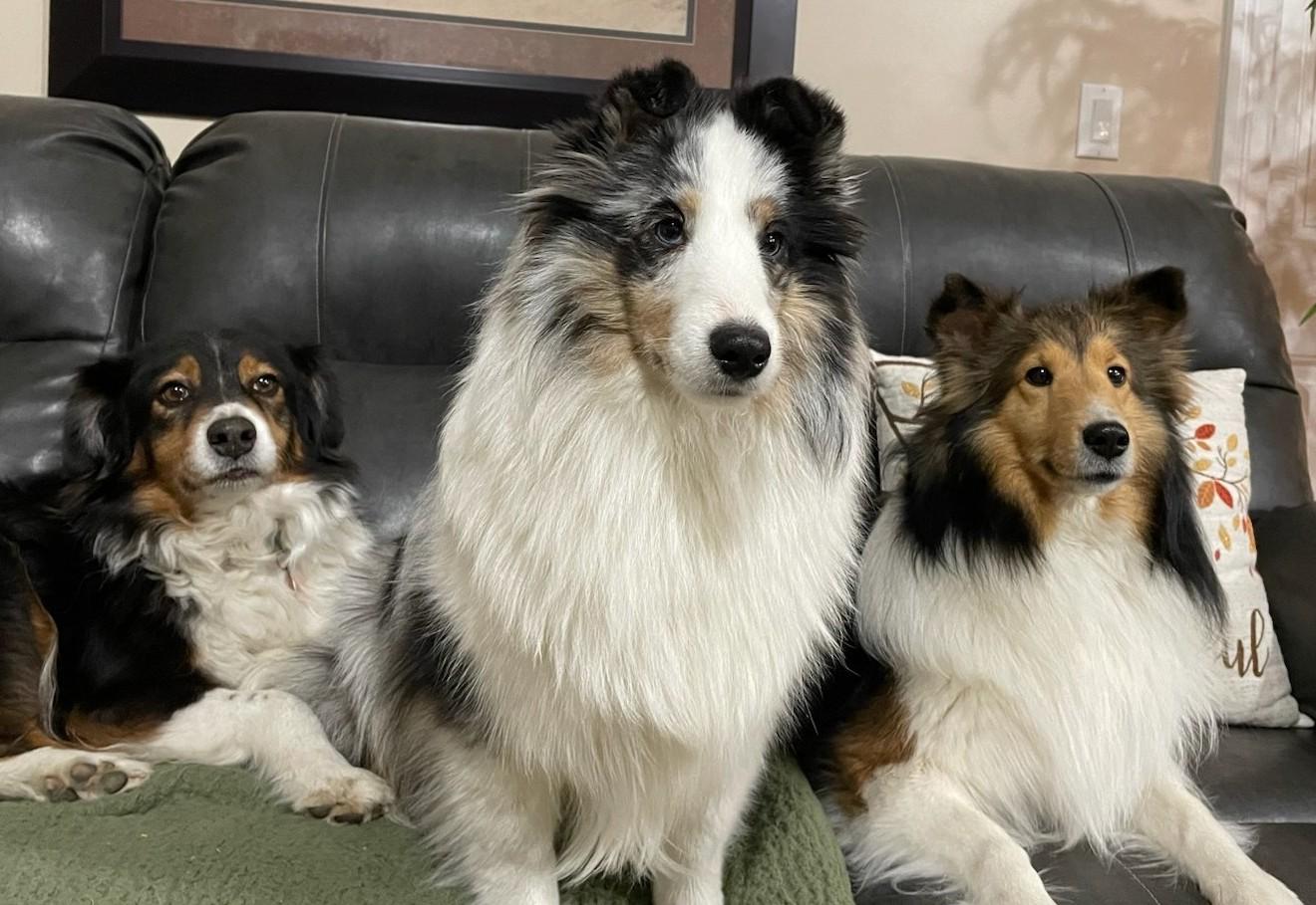 Whitehaven Farm Shelties in Kentucky | Shetland Sheepdog puppies | Good Dog