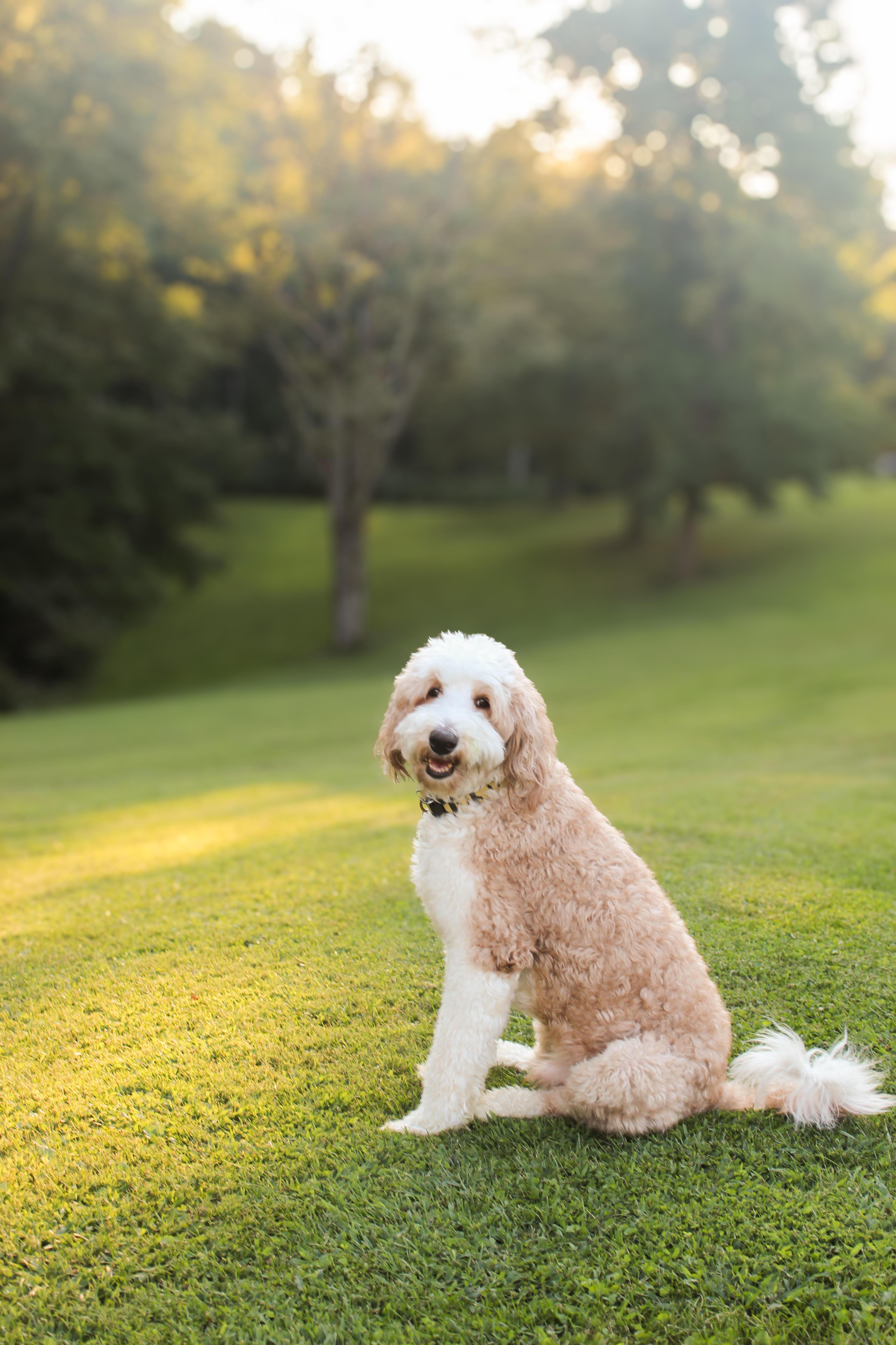 Highlands Bordoodles in West Virginia | Bordoodle puppies | Good Dog