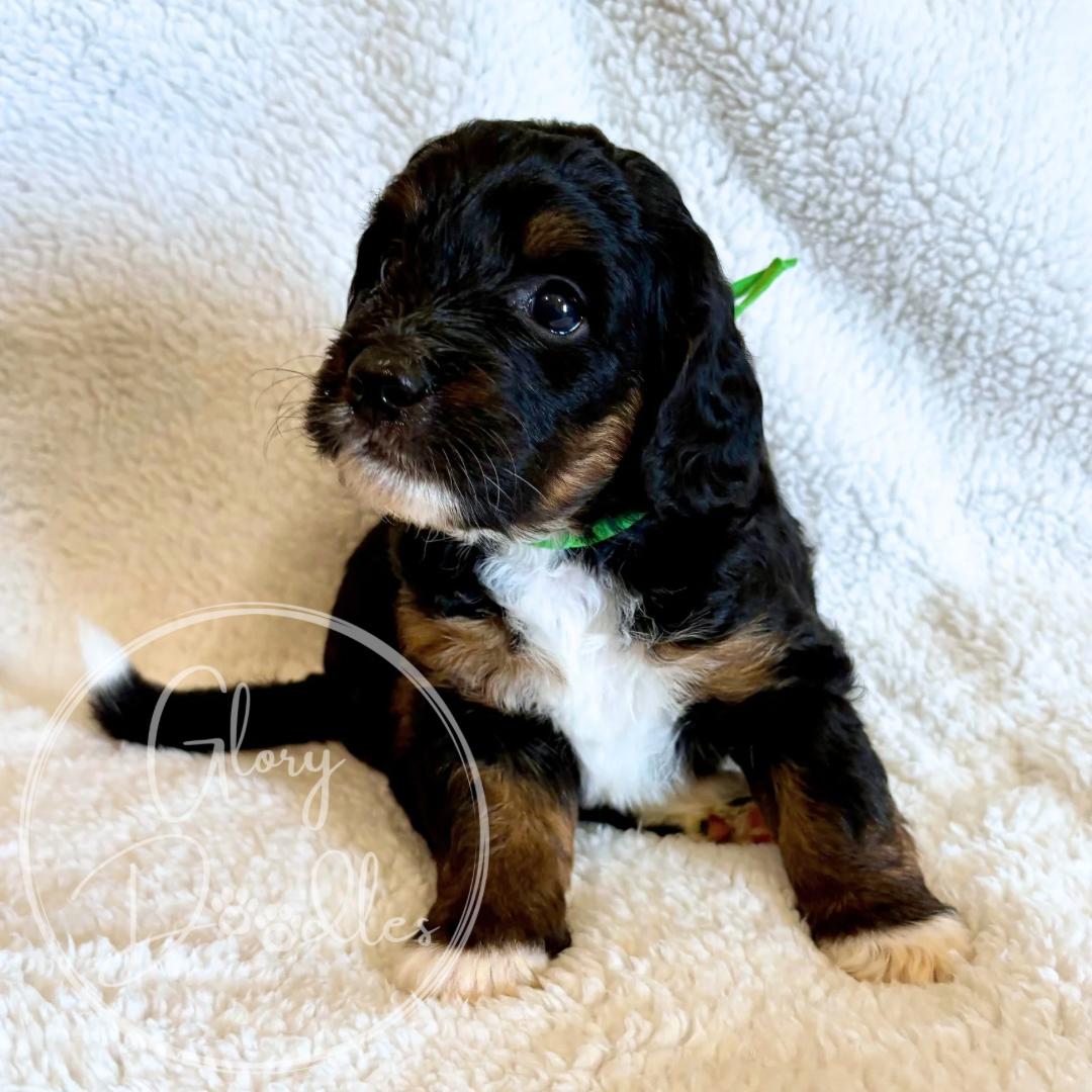 Glory Doodles in Texas | Bernedoodle puppies | Good Dog