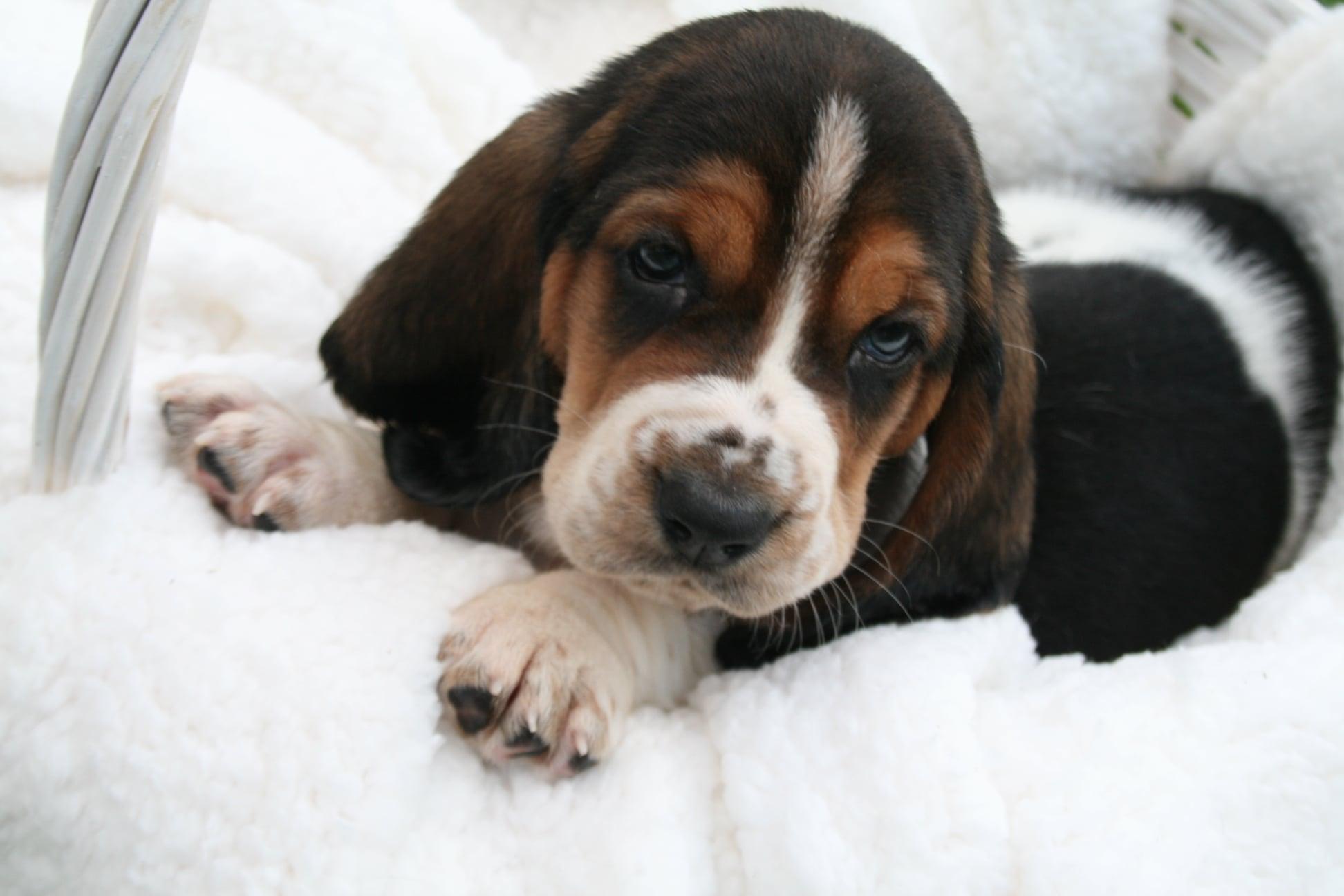 Baskets of Bassets in Georgia | Basset Hound puppies | Good Dog