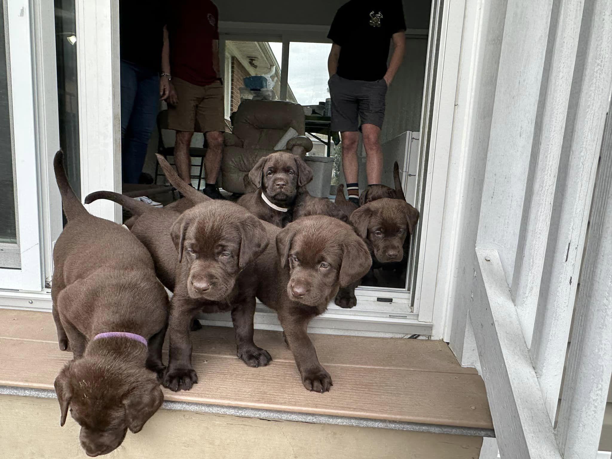 Hershey’s Chocolate Retrievers in Virginia | Labrador Retriever puppies ...
