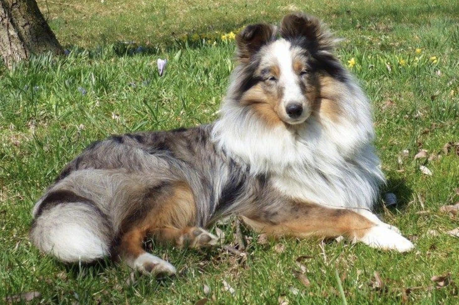 LND Shelties in Pennsylvania | Shetland Sheepdog puppies | Good Dog