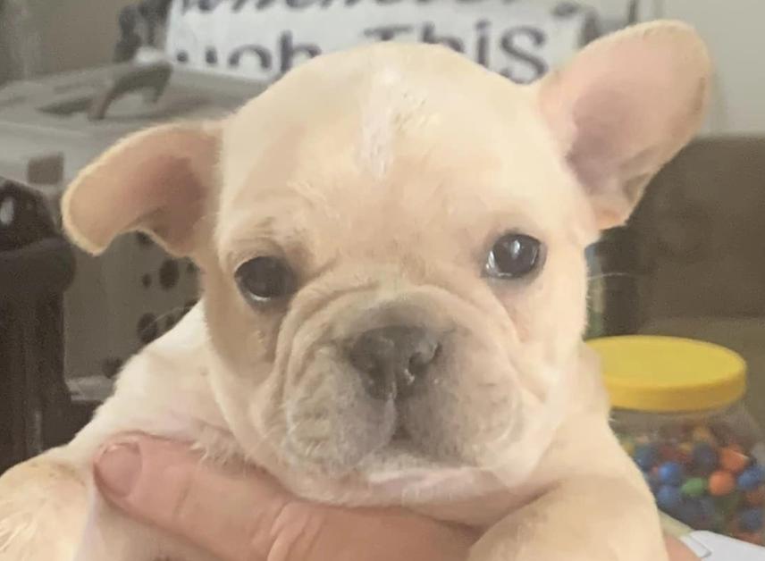 Stewart’s Kennels in Texas | French Bulldog puppies | Good Dog