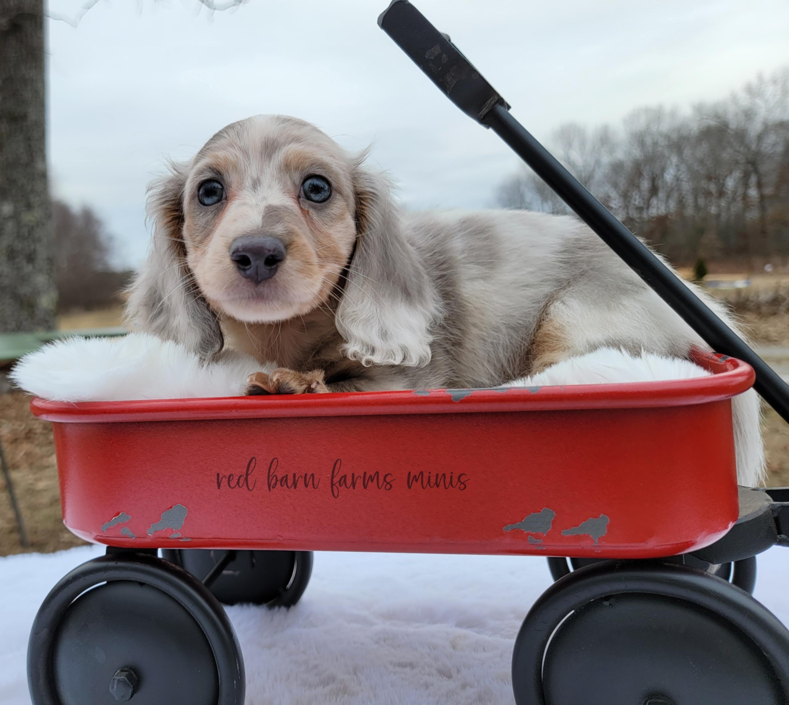 Red Barn Farms Minis in Tennessee | Dachshund puppies | Good Dog
